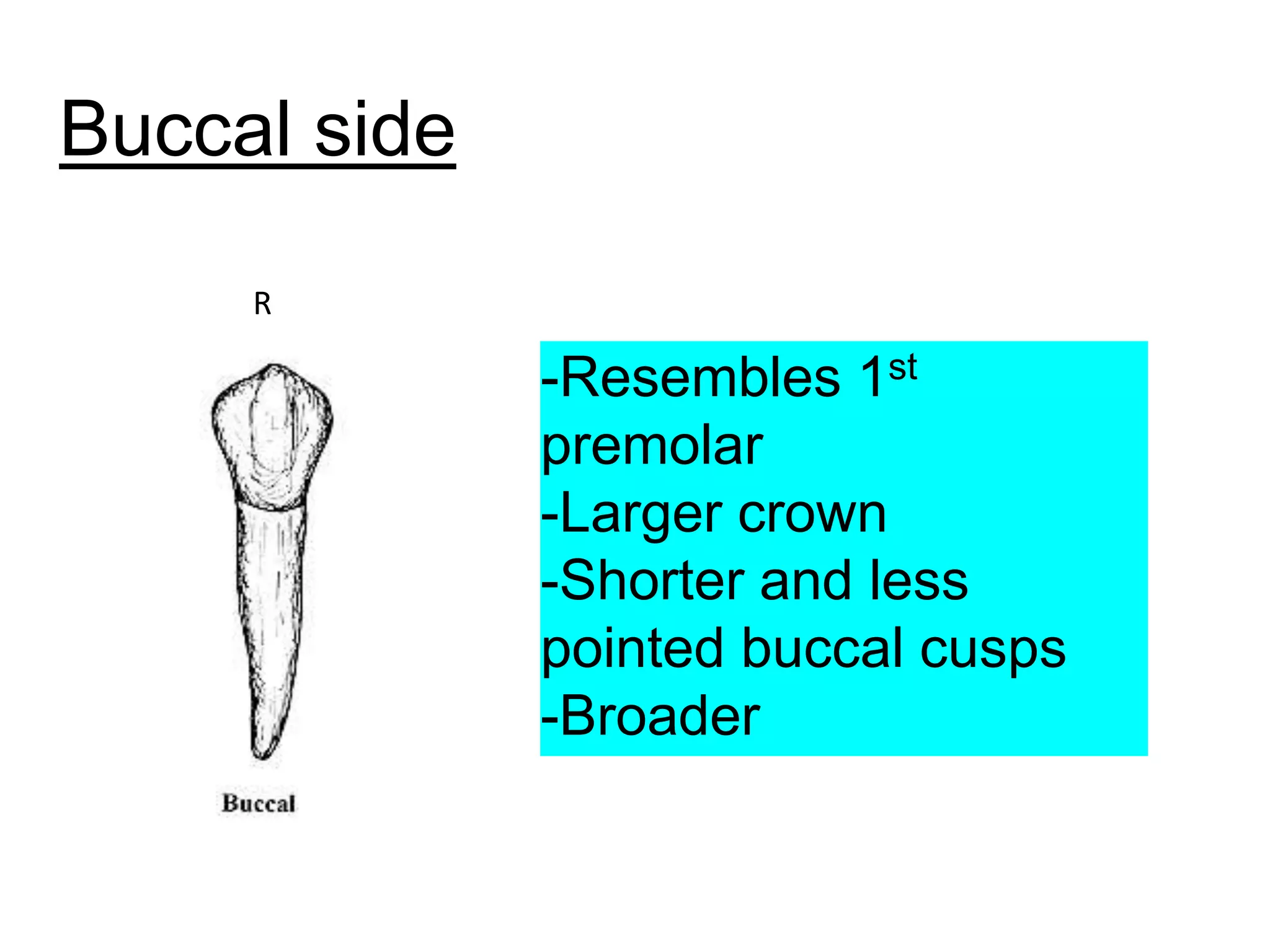 Premolars | PPTX