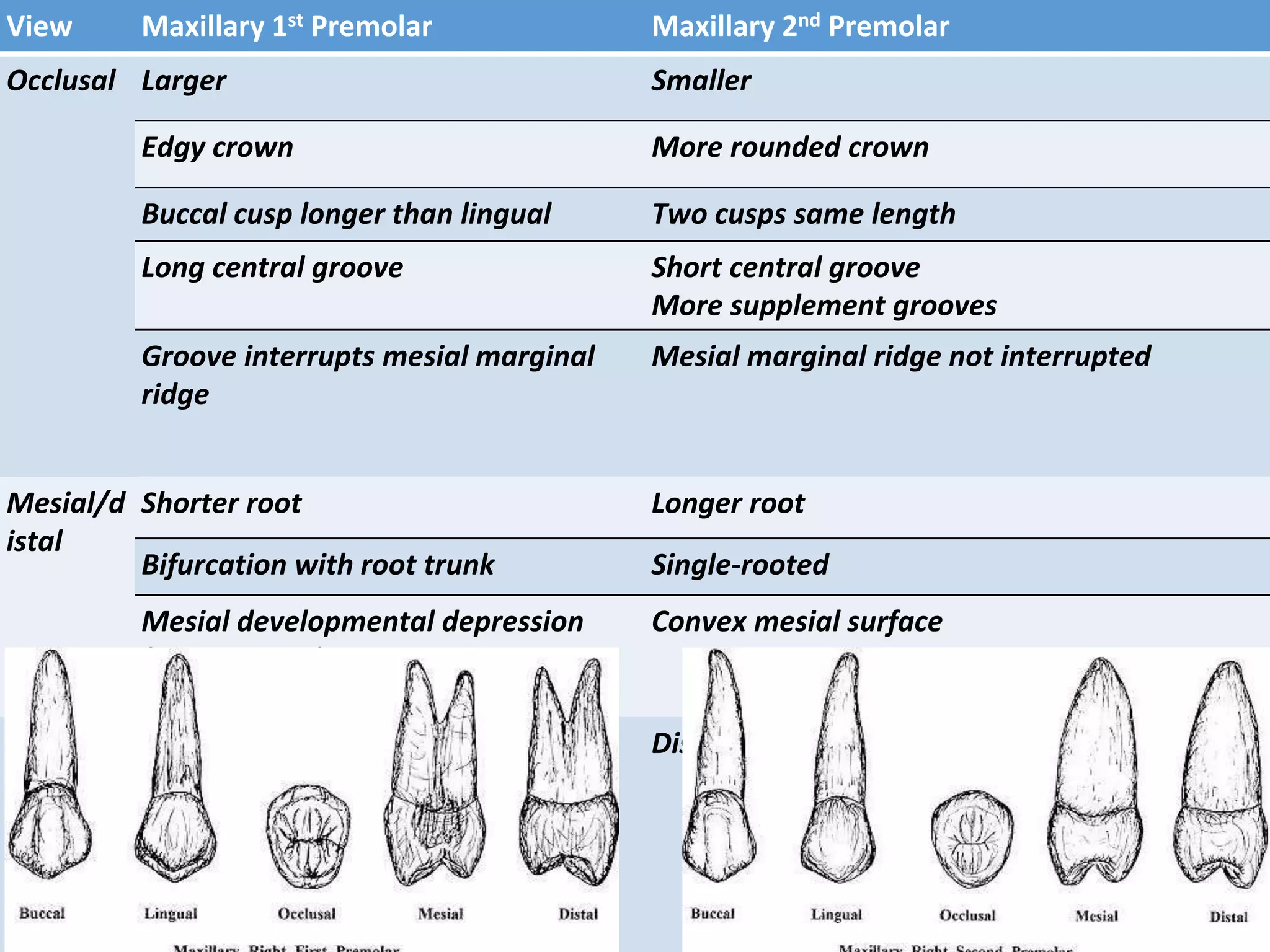 Premolars | PPTX