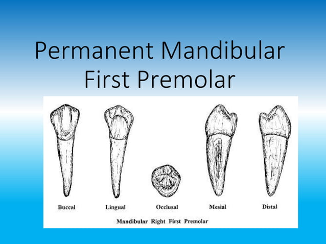 Premolars | PPTX