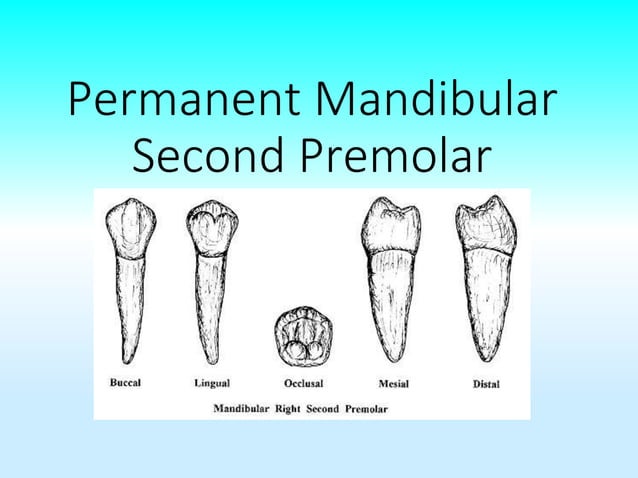 Premolars | PPTX