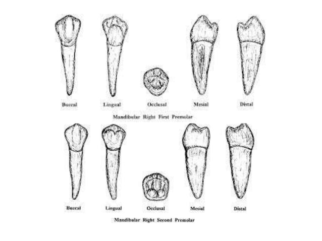 Premolars | PPTX