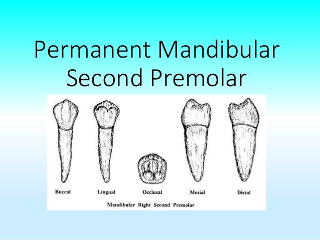 Premolars