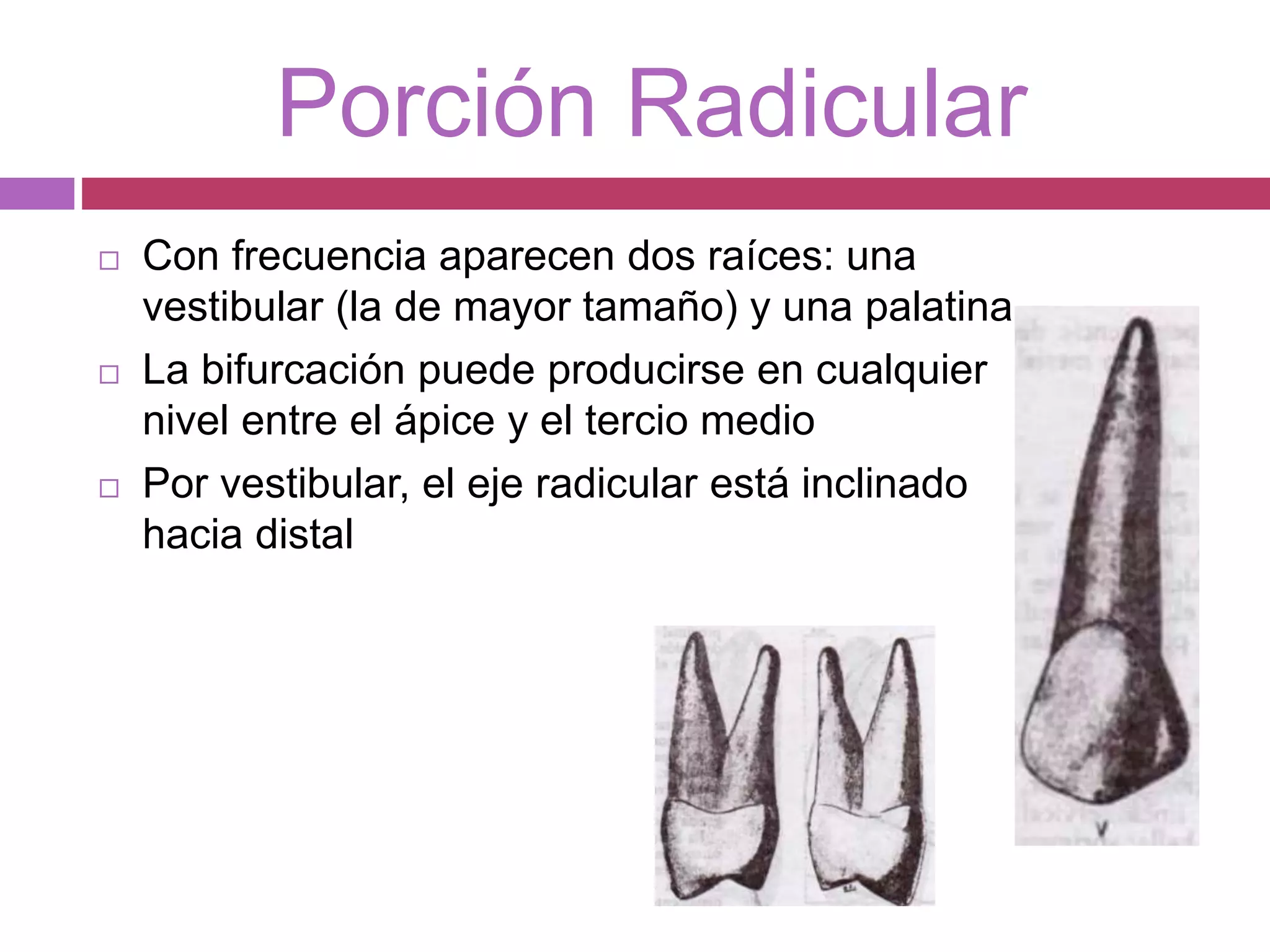 Primer premolar superior | PPTX