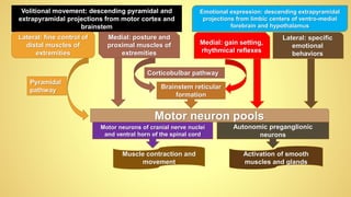 Premotor cortex, brainstem and emotional motor system | PPT