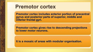 Premotor cortex, brainstem and emotional motor system | PPT