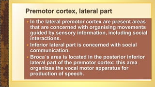 Lateral Premotor Area