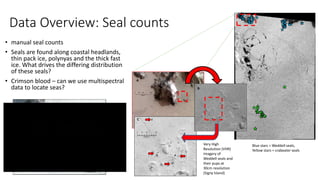 Prem Gill Seals From Space | PPTX