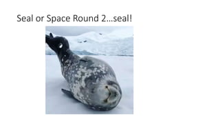 Prem Gill Seals From Space | PPTX