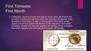 Prenatal development | PPT