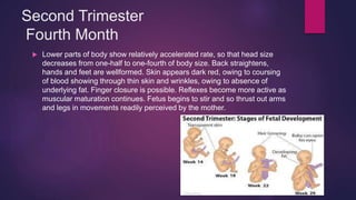 Prenatal development | PPT