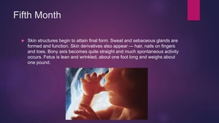 Prenatal development | PPTX