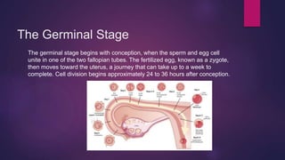 Prenatal development | PPT