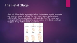 Prenatal development | PPT