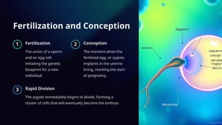 Prenatal-Stages-of-Development_life.pptx
