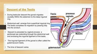 Prenatal And Postnatal Developments Of Gonads.pptx