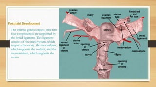 Prenatal And Postnatal Developments Of Gonads.pptx