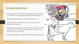 Prenatal And Postnatal Developments Of Gonads.pptx
