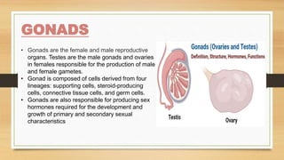 Prenatal And Postnatal Developments Of Gonads.pptx