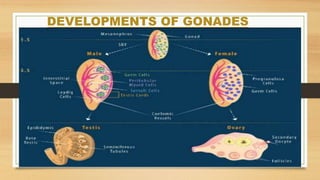 Prenatal And Postnatal Developments Of Gonads.pptx
