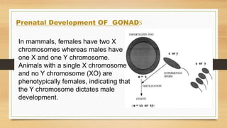 Prenatal And Postnatal Developments Of Gonads.pptx