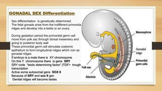 Prenatal And Postnatal Developments Of Gonads.pptx