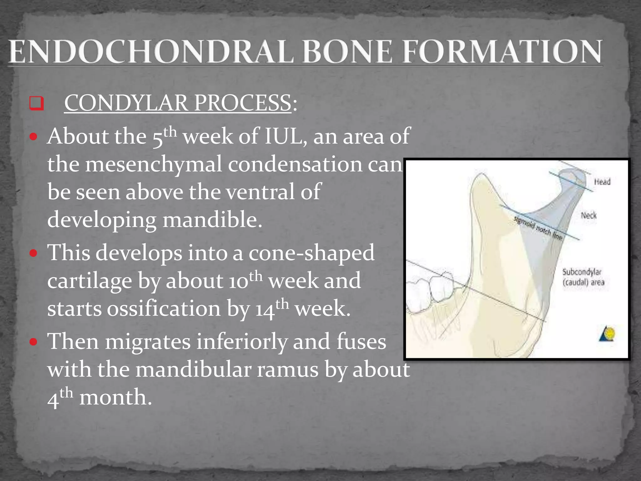 Prenatal and postnatal growth of mandible | PPTX