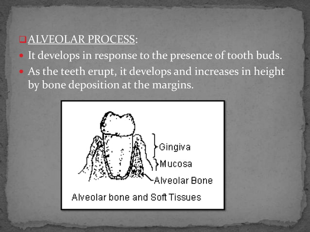 Prenatal and postnatal growth of mandible | PPTX | Bone and Joint ...