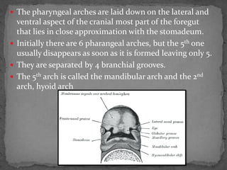 Prenatal and postnatal growth of mandible | PPTX