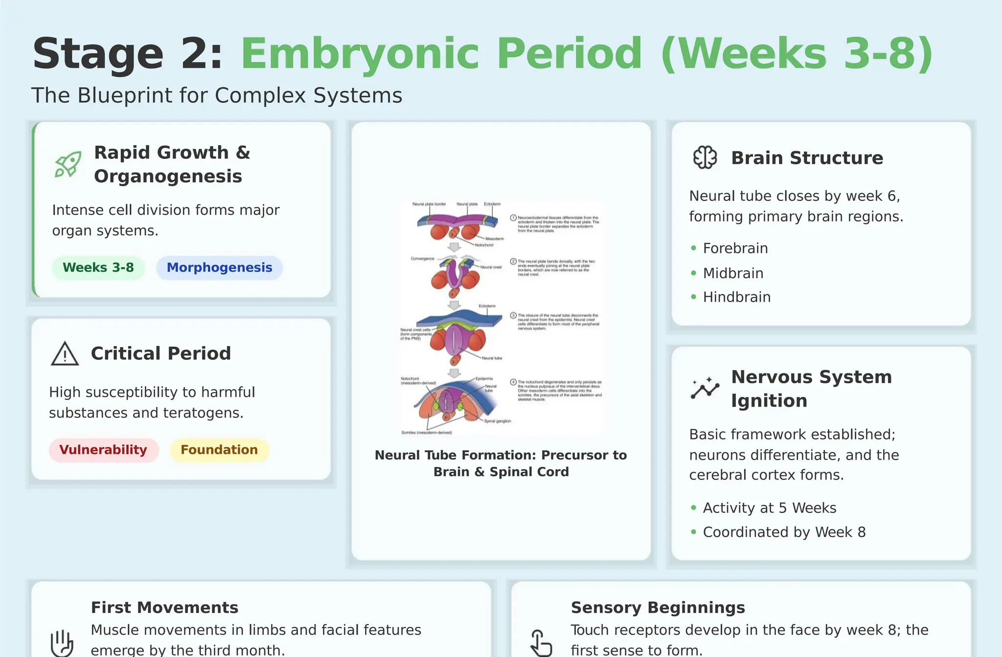 Prenatal Cognitive Development Stages.pptx
