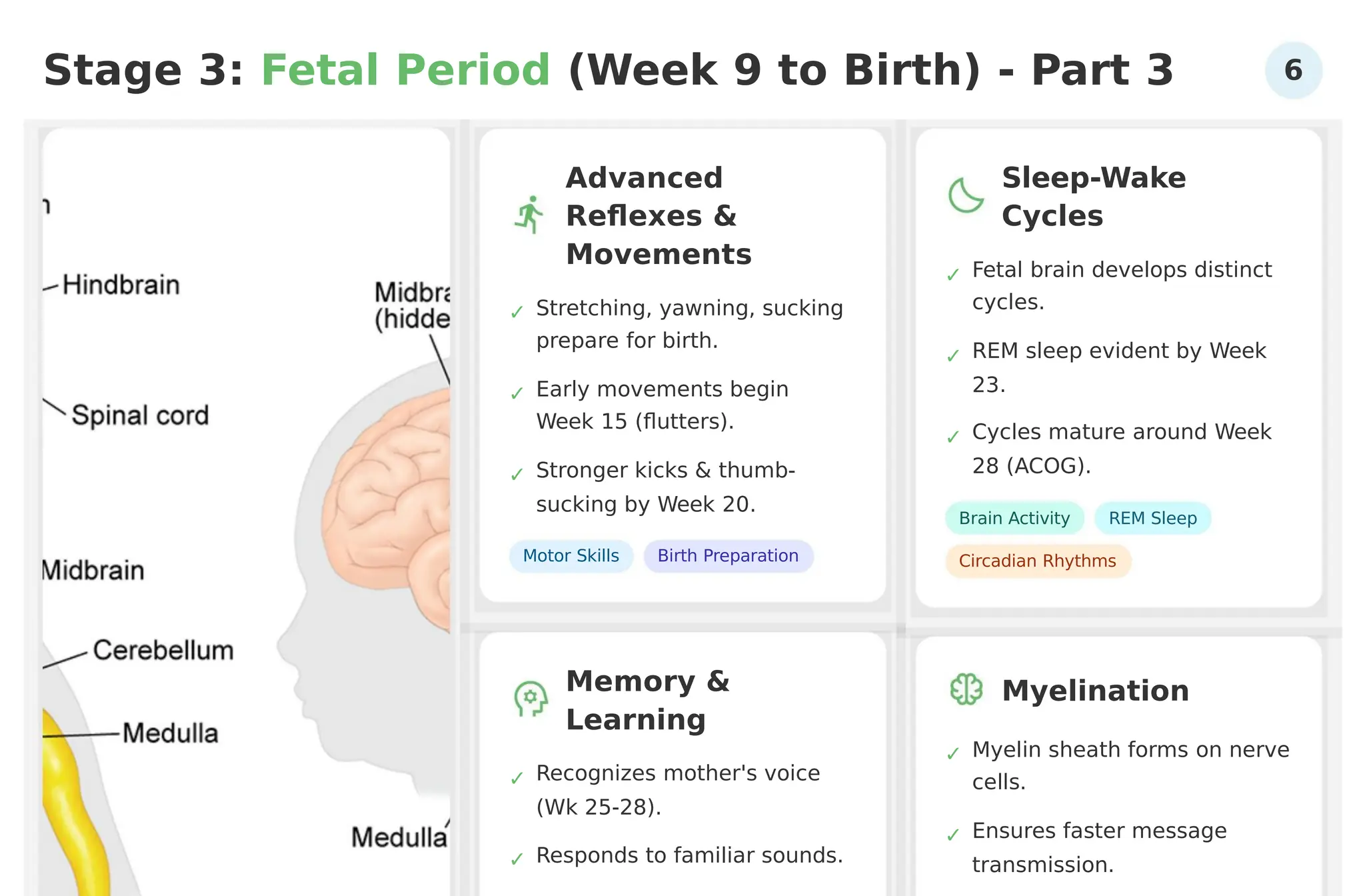 Prenatal Cognitive Development Stages.pptx