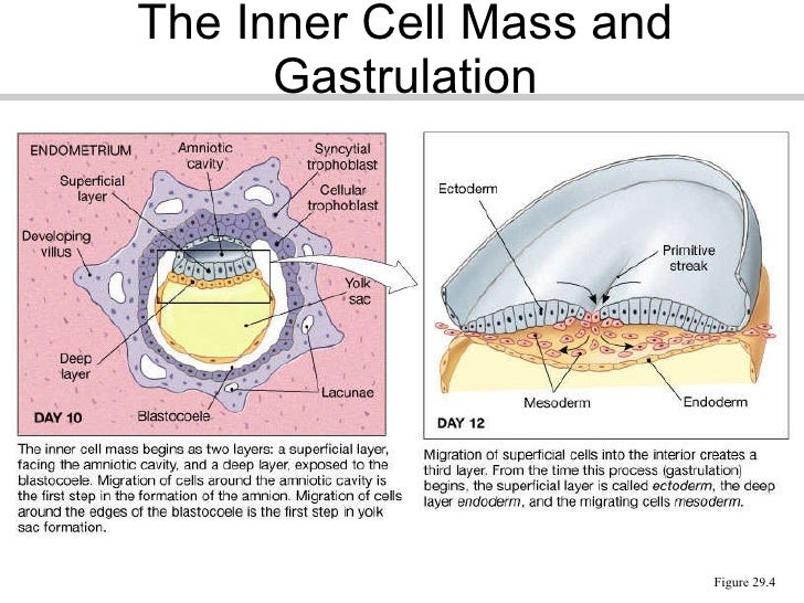 Prenatal Development