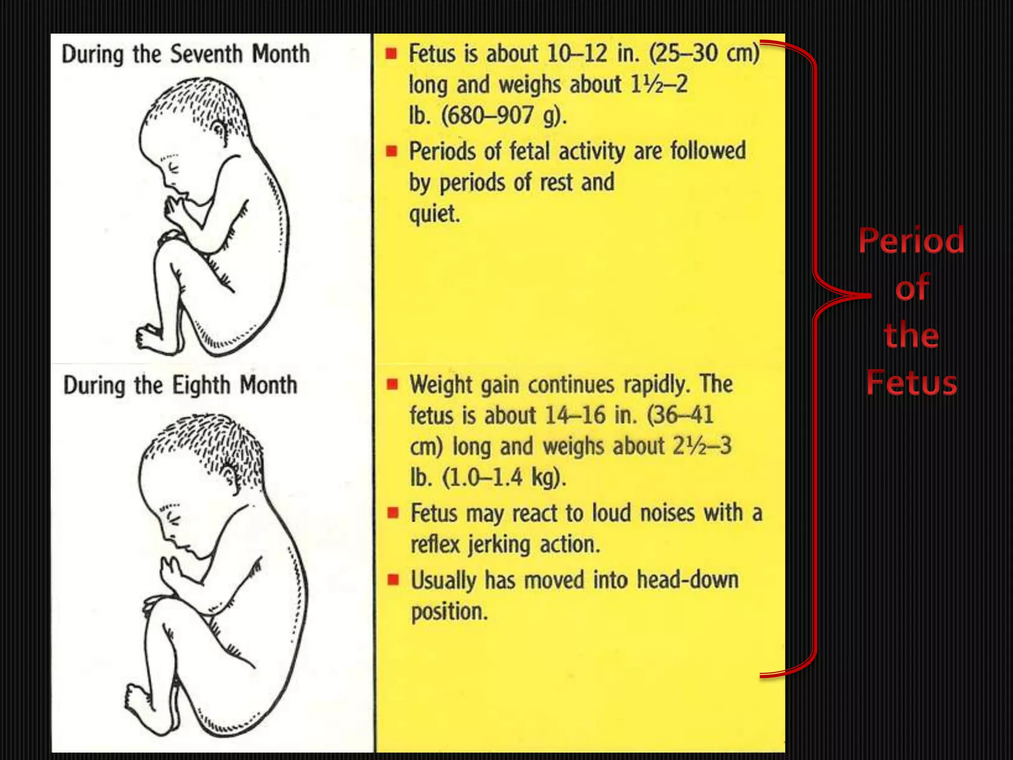 Prenatal development | PPTX