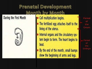 Prenatal development | PPT