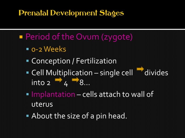 Prenatal development | PPT