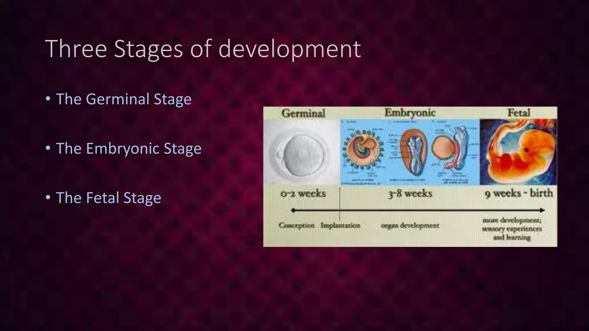 Prenatal development | PPTX | Pregnancy | Reproductive Health
