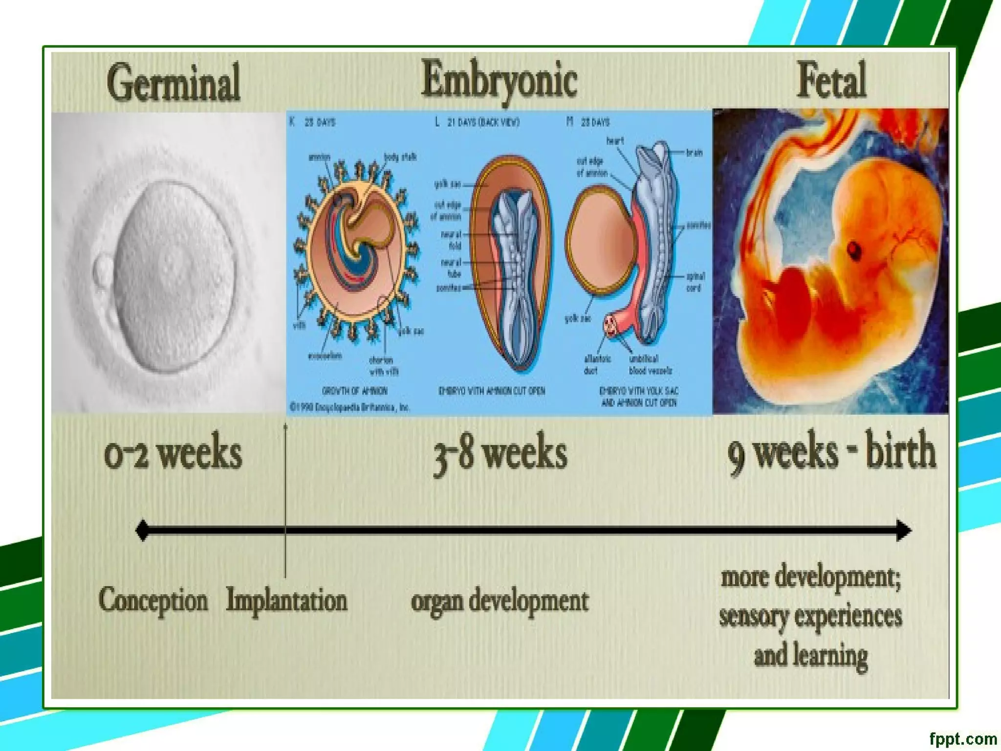 Pre natal development | PPT