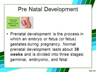Pre natal development | PPT