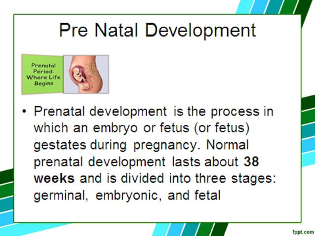 Pre natal development | PPT | Pregnancy | Reproductive Health