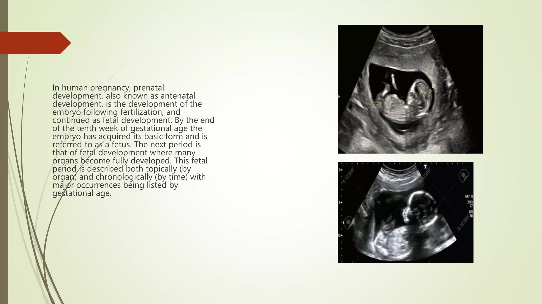 Prenatal development | PPTX