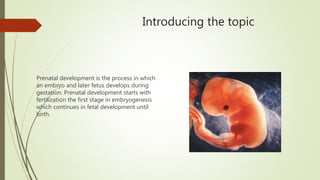 Prenatal development | PPTX | Pregnancy | Reproductive Health