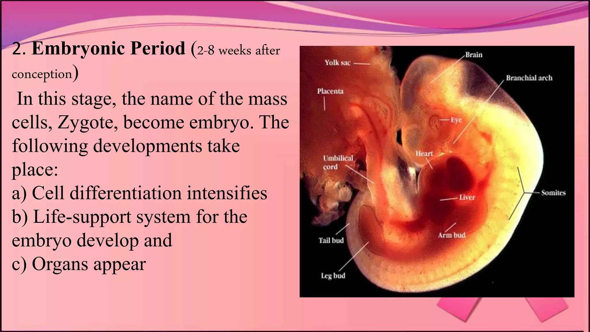 Prenatal development | PPTX