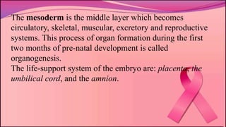 Prenatal development | PPTX
