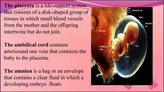 Prenatal development | PPT