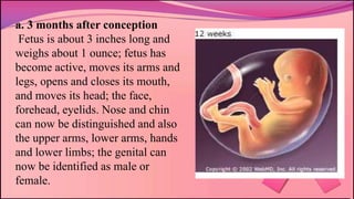 Prenatal development | PPTX
