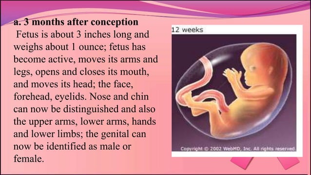 Prenatal development | PPT