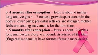 Prenatal development | PPTX