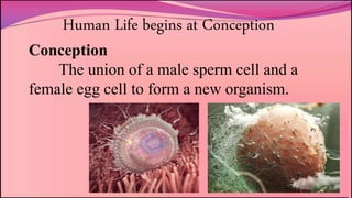 Prenatal development | PPT