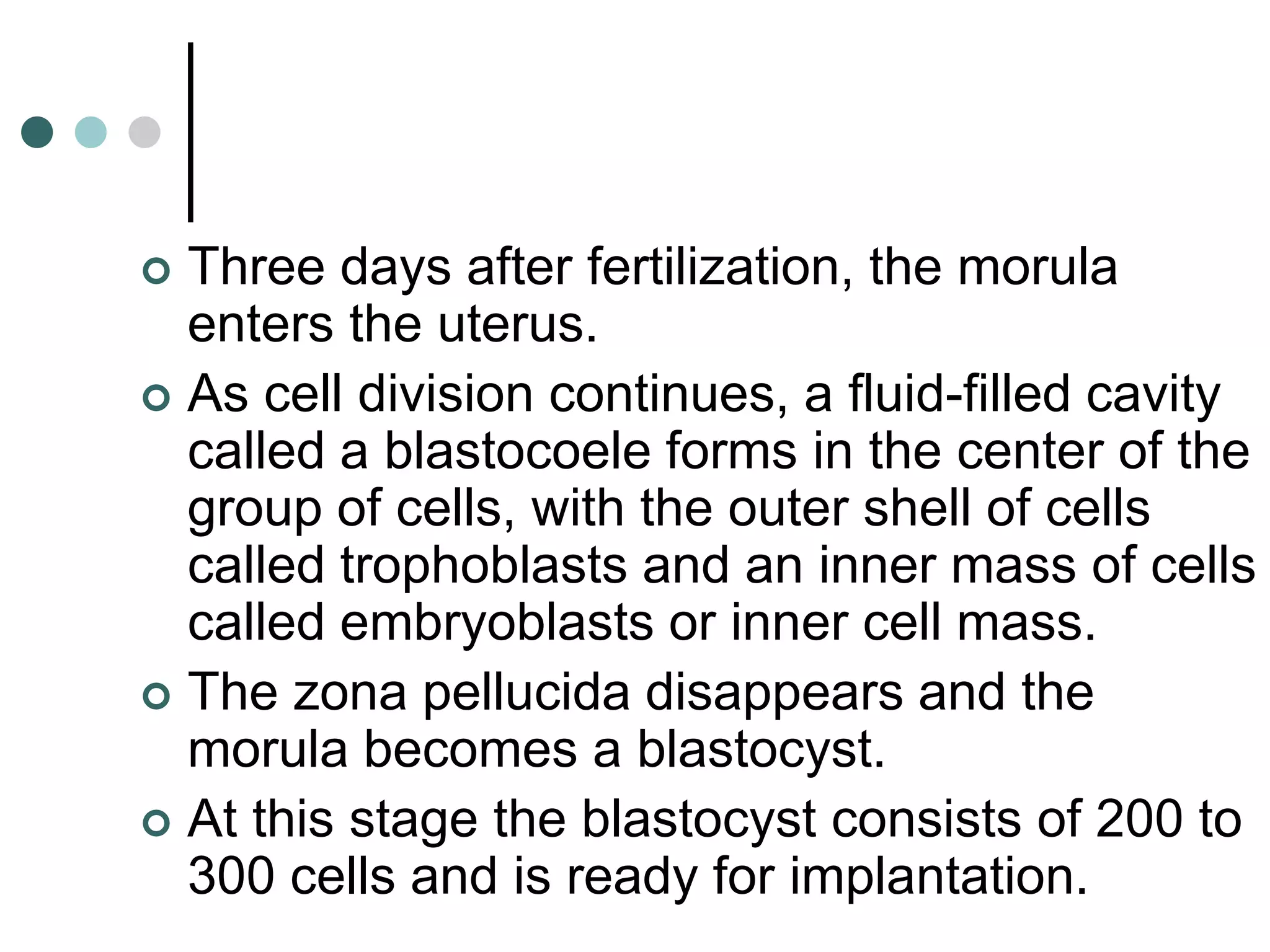 Prenatal development.ppt