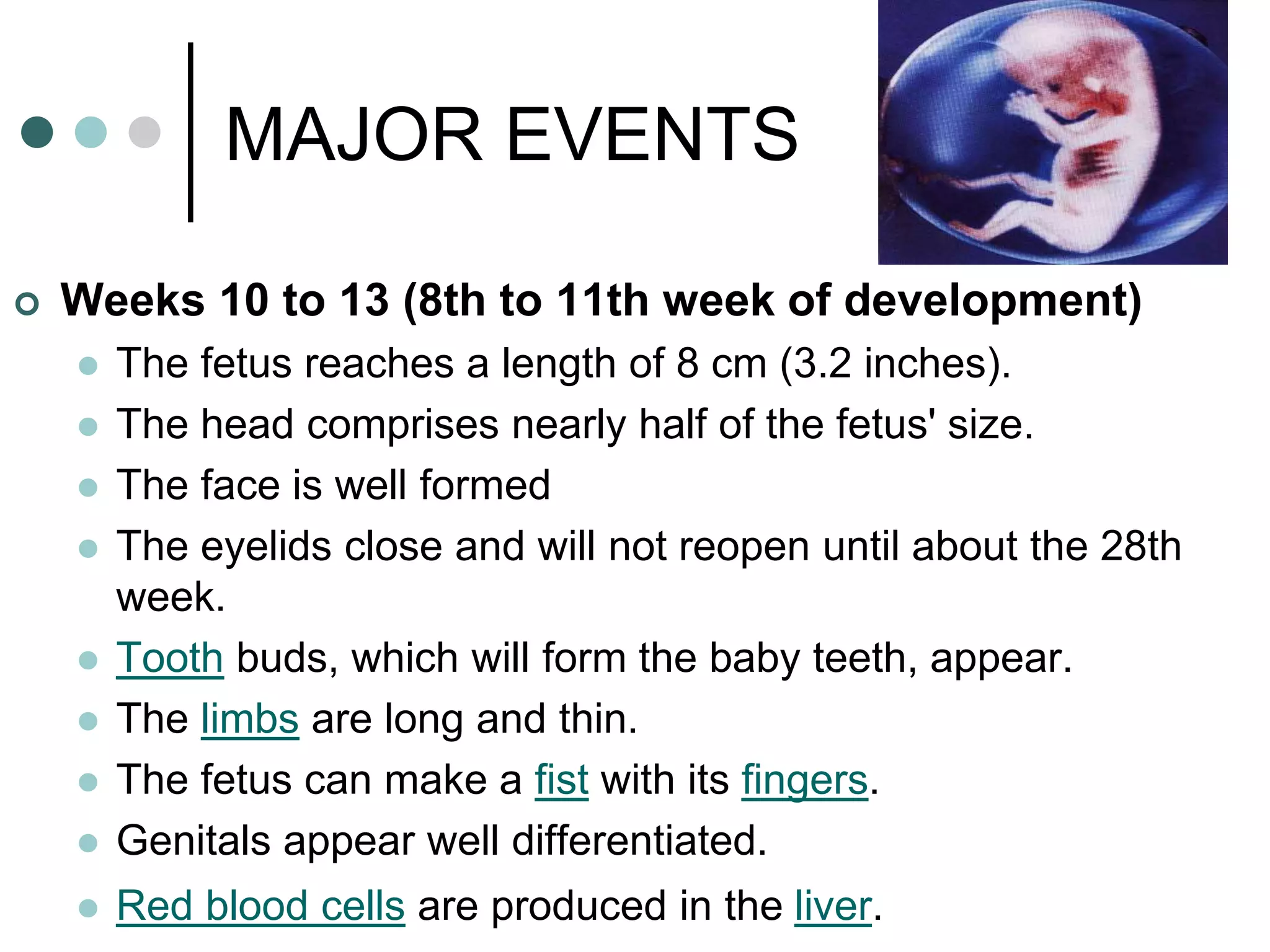 Prenatal development.ppt