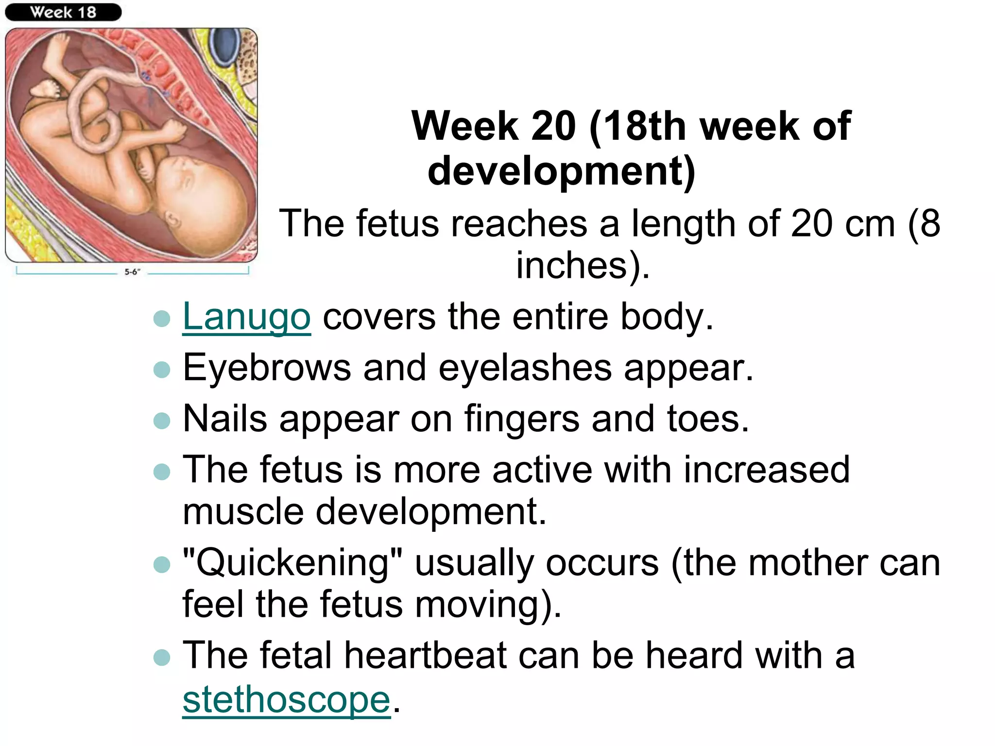 Prenatal development.ppt